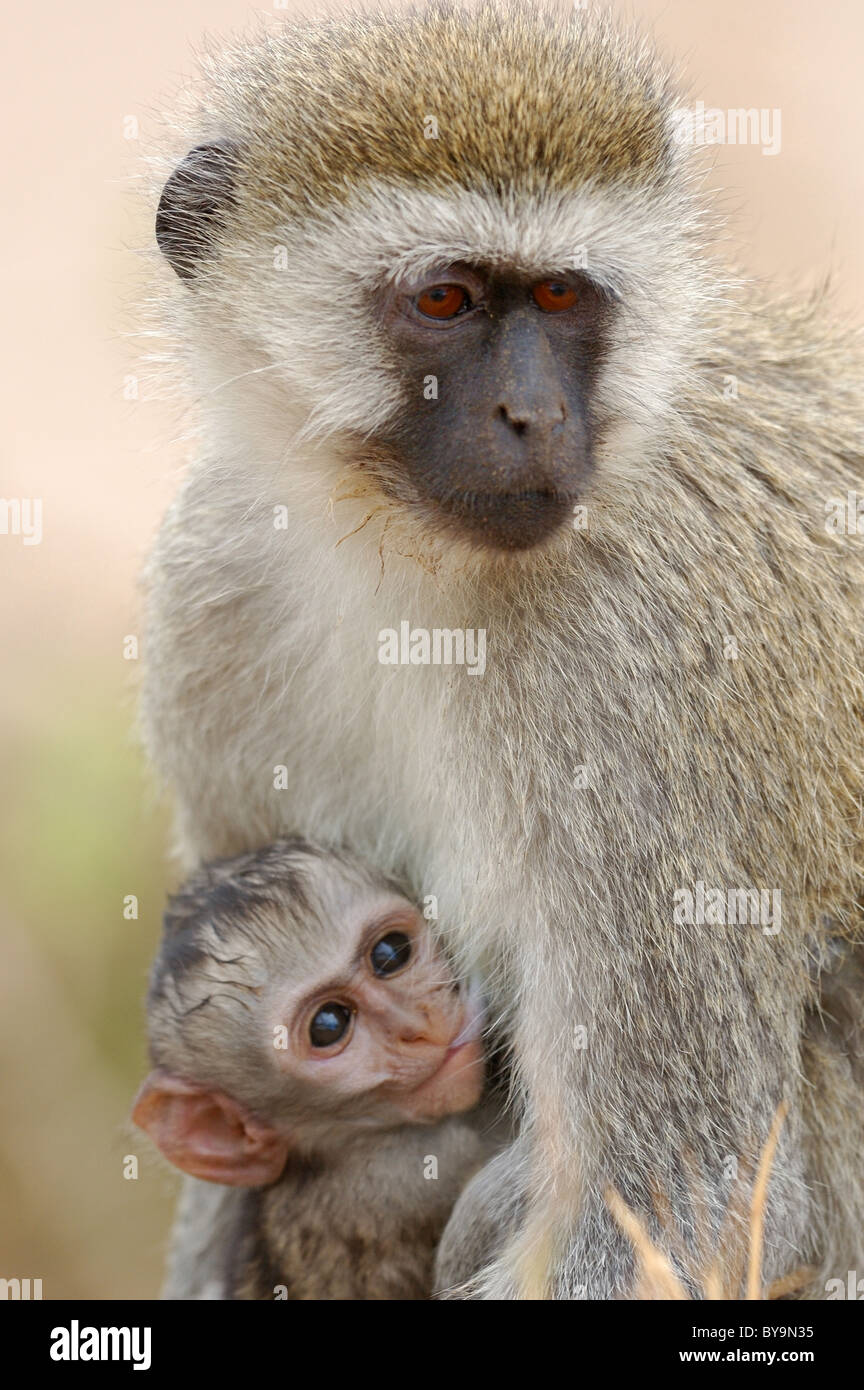 Un singe femelle (Chlorocebus pygerythrus) allaitant son bébé dans la ...