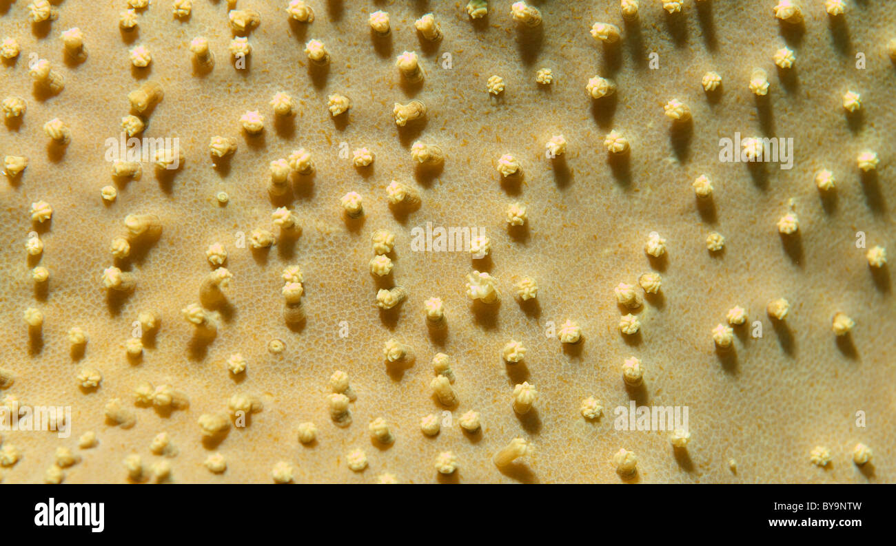 Structure de corail Banque de photographies et d’images à haute ...