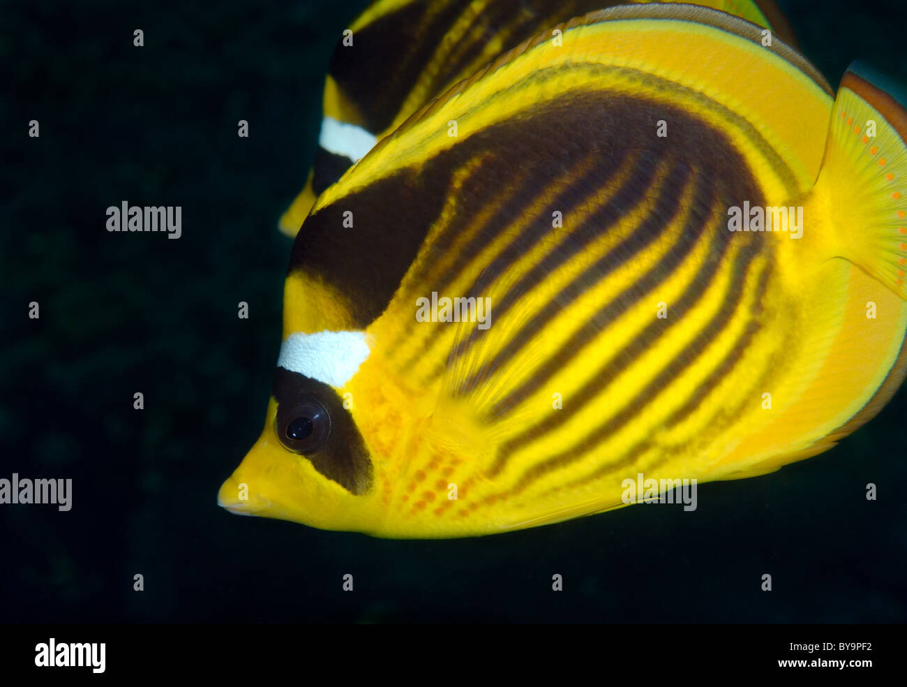 Poisson papillon chaetodon Banque de photographies et d’images à haute ...