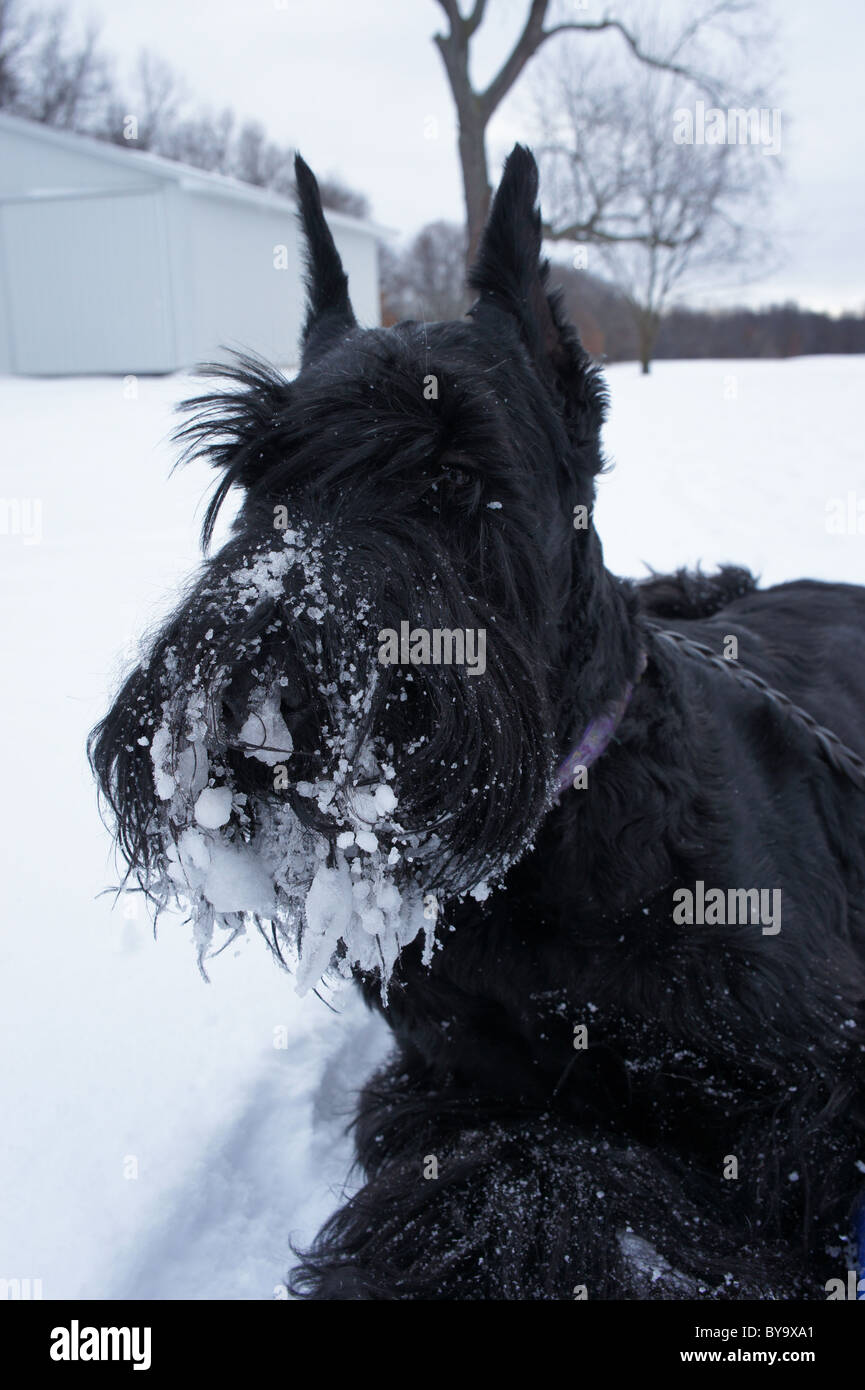 Schnauzer blanc Banque de photographies et d’images à haute résolution ...