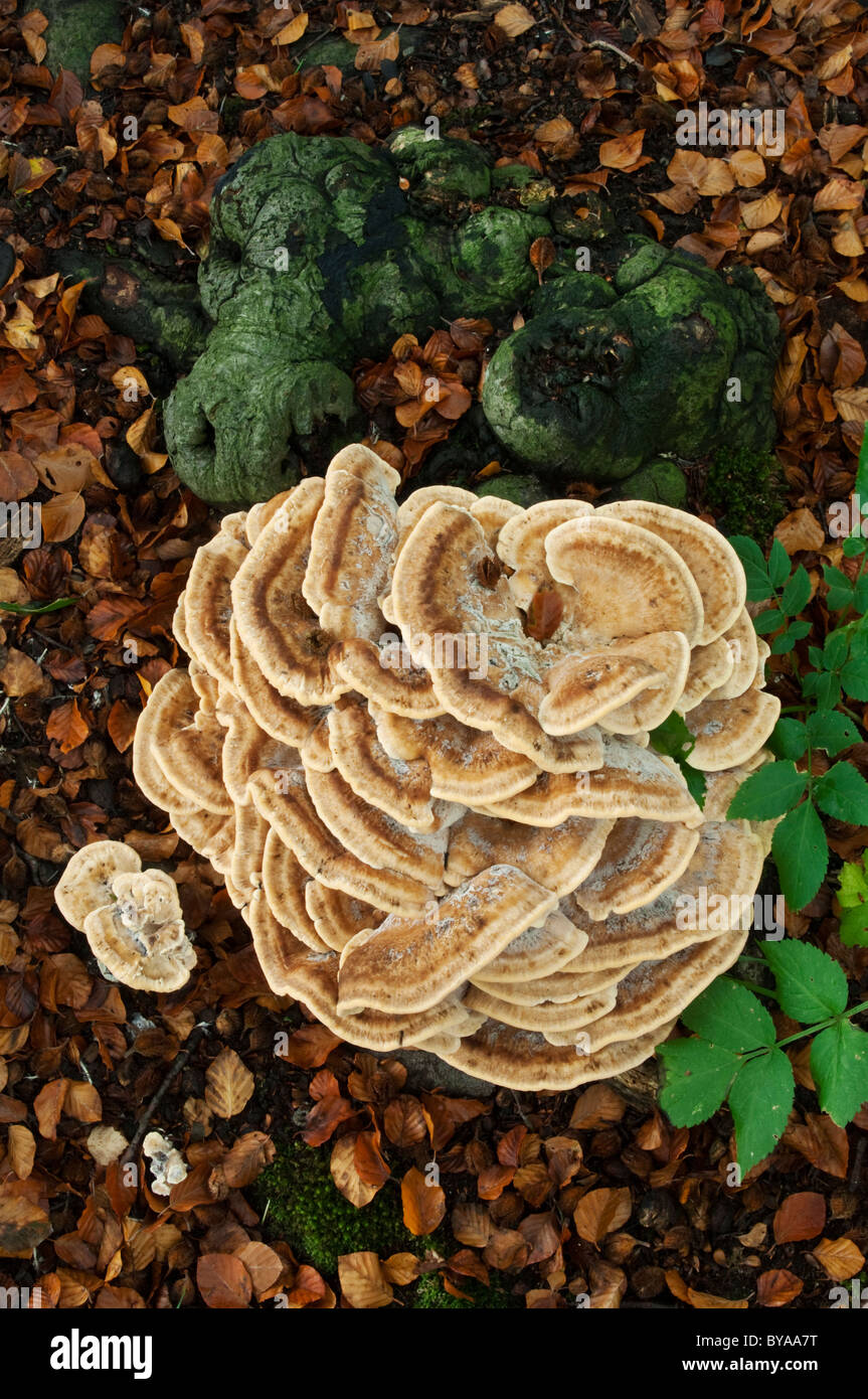 Le polypore géant Banque de photographies et d’images à haute ...