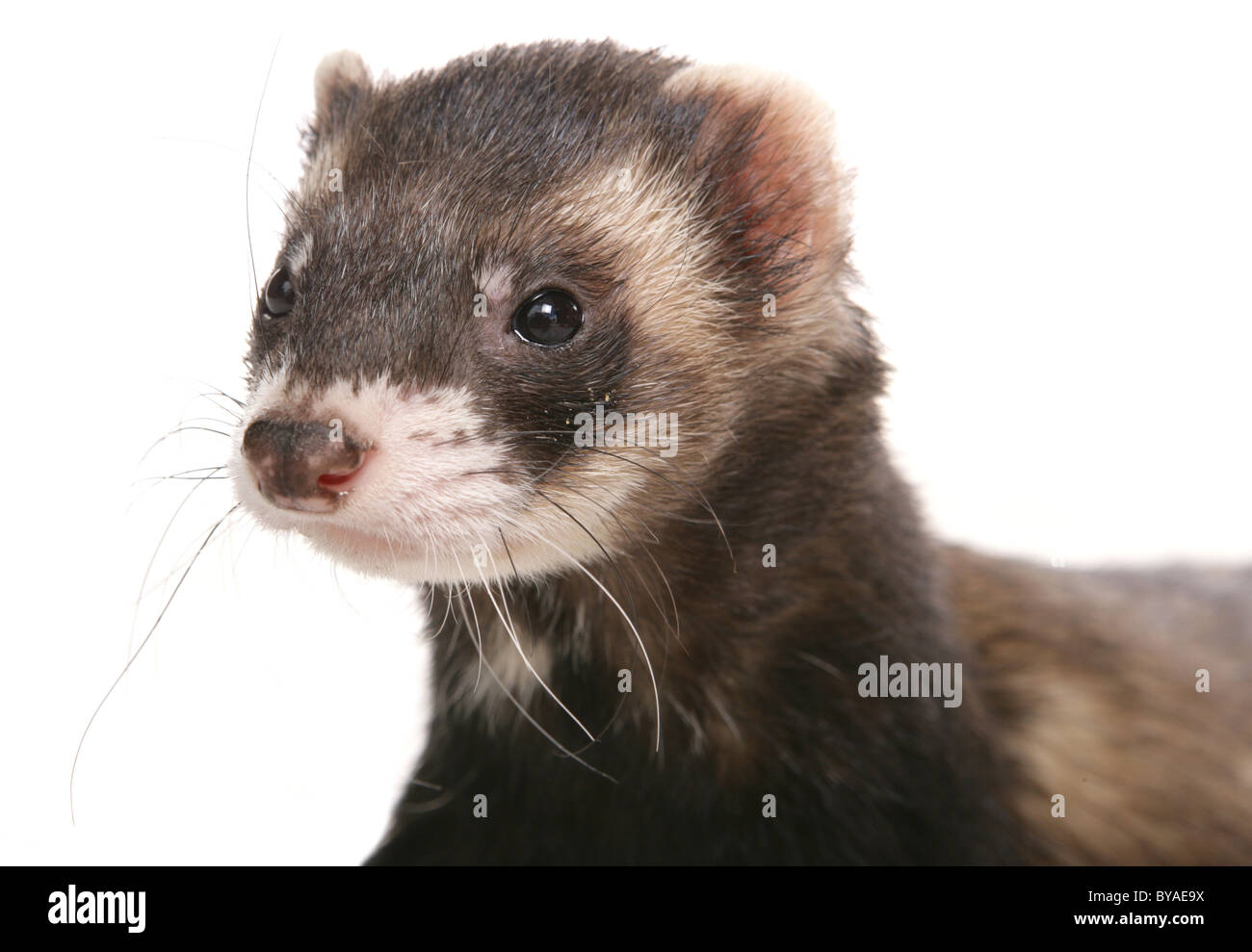 Putois commun Banque de photographies et d’images à haute résolution ...