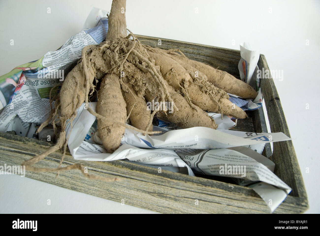 Plant de tubercule Banque de photographies et d’images à haute ...