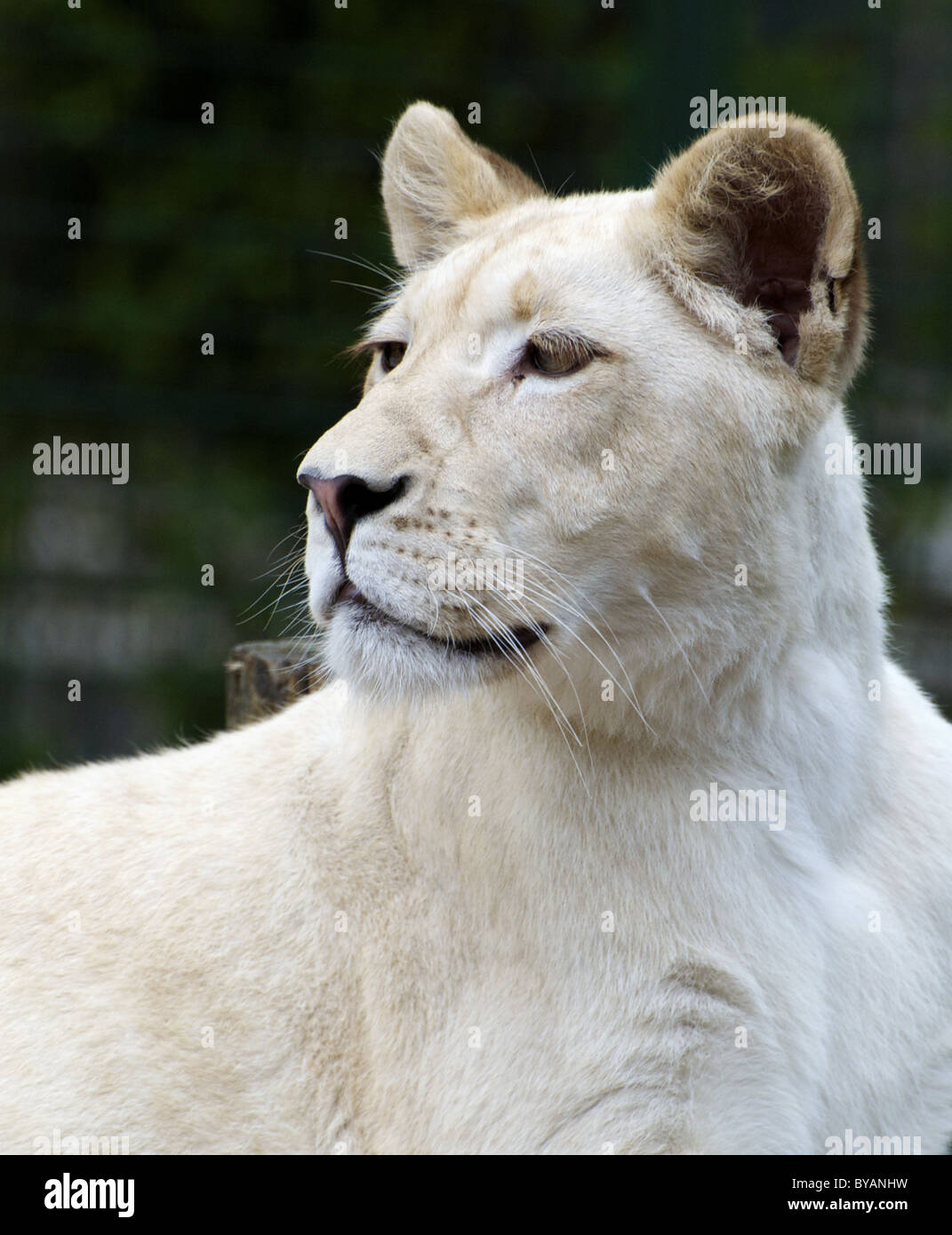 Lion blanc panthera leo Banque de photographies et d’images à haute ...