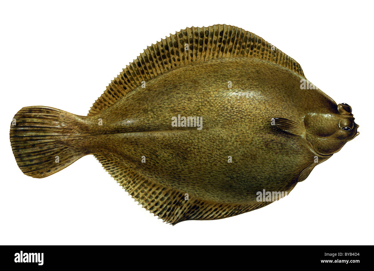 Poisson plat poisson plat Banque de photographies et d’images à haute ...