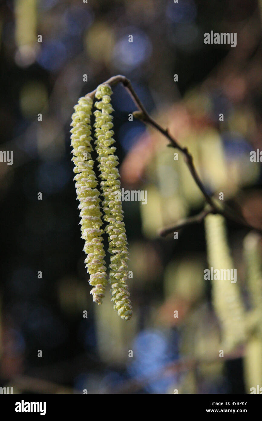 Chatons de noisetier Banque de photographies et d’images à haute ...