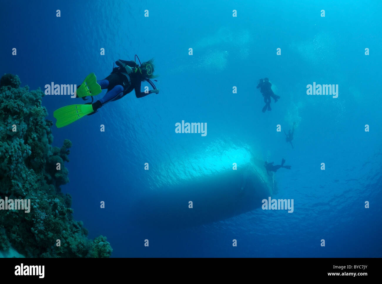 Faune de la mer rouge Banque de photographies et d’images à haute ...