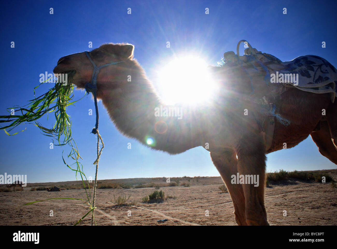Douz tunisie Banque de photographies et d’images à haute résolution - Alamy
