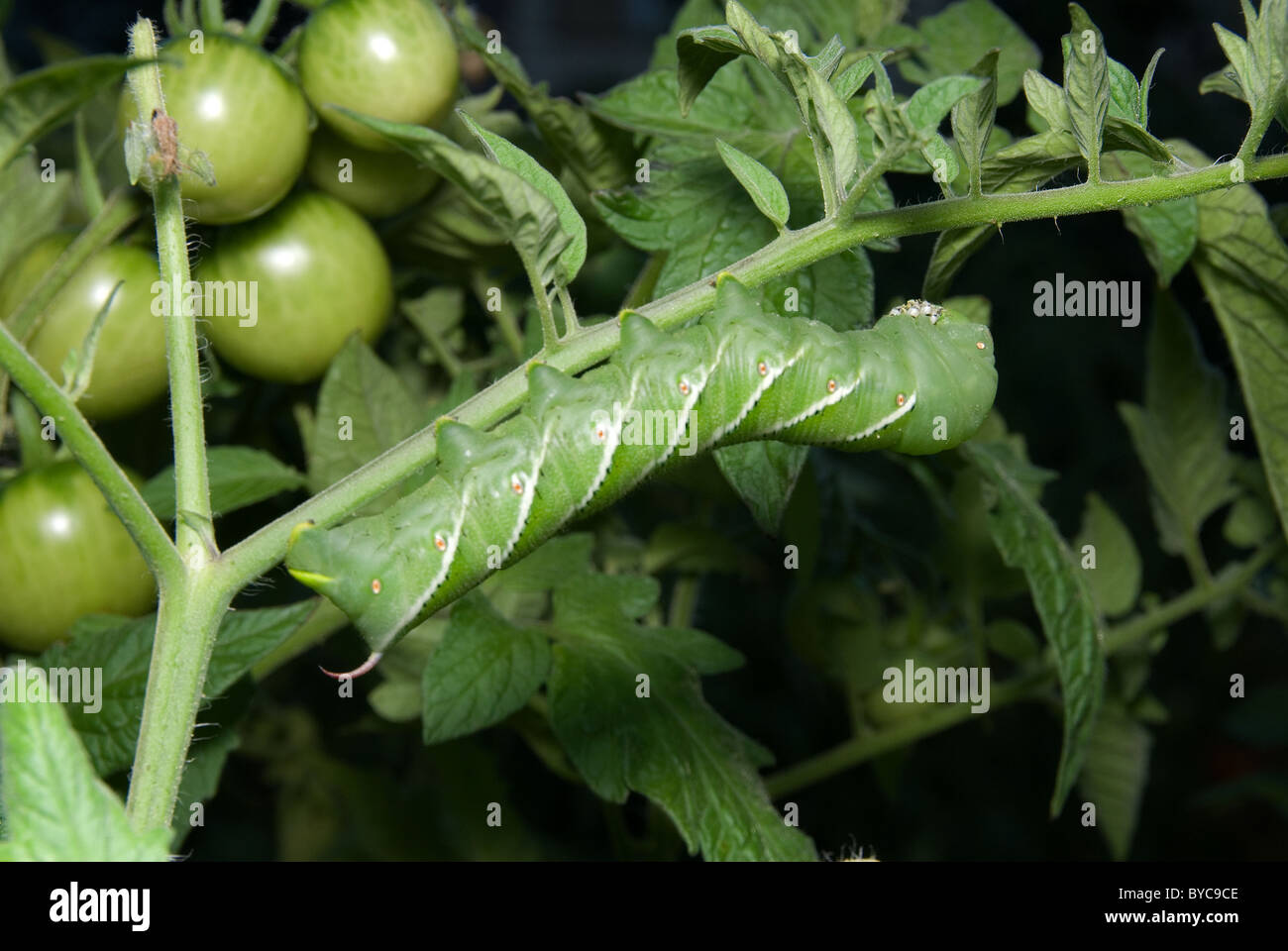 Tobacco hornworm Banque de photographies et d’images à haute résolution ...