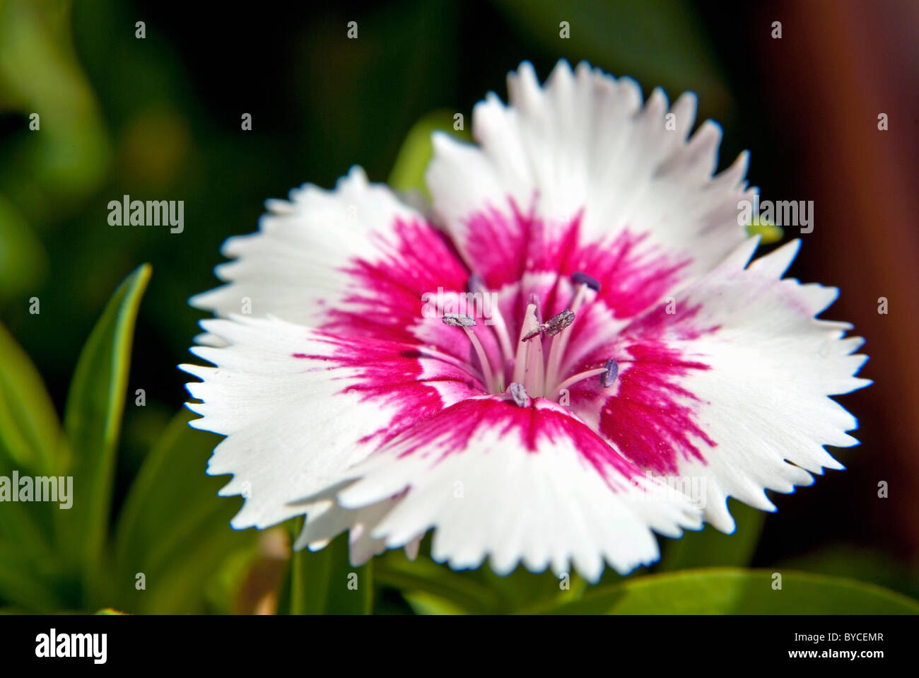 Dianthus sp Banque de photographies et d’images à haute résolution - Alamy