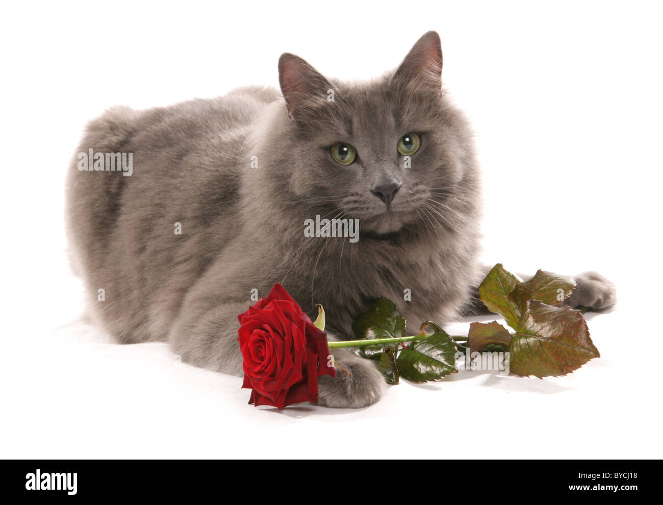 Chat et rose Banque de photographies et d’images à haute résolution - Alamy