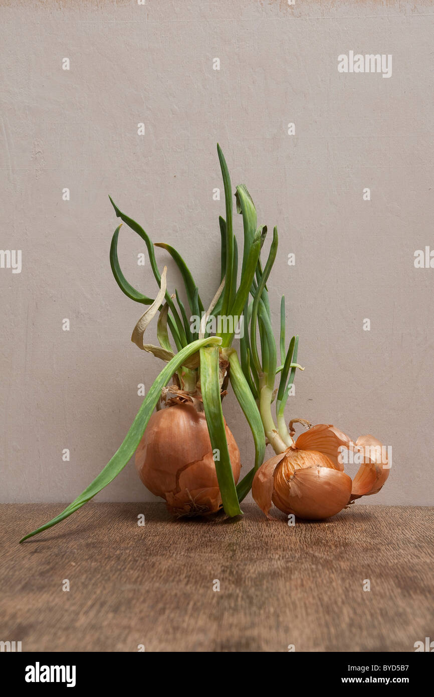 Oignon en germination Banque de photographies et d’images à haute ...