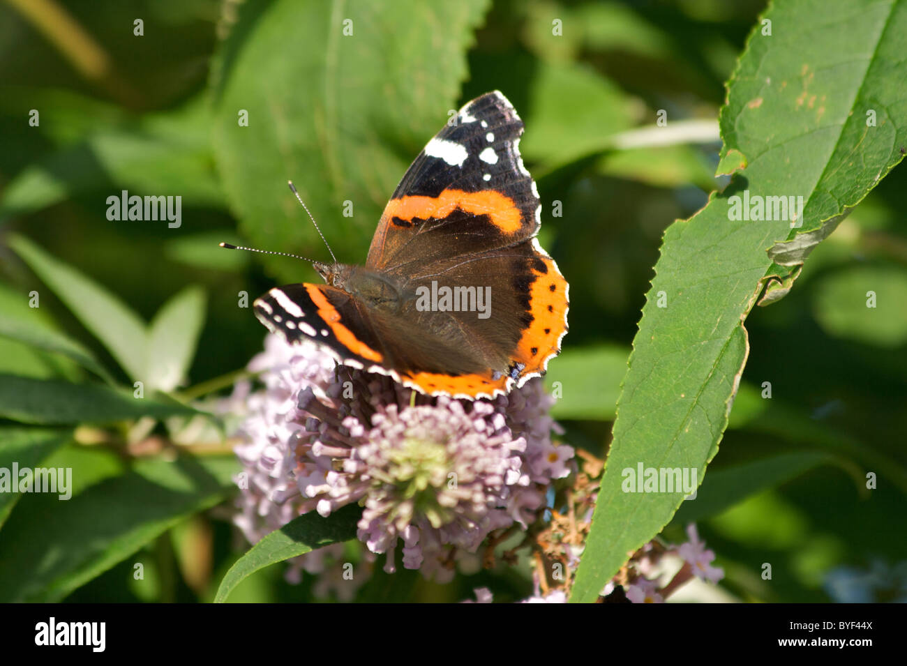Papillon Vulcain (Vanessa atalanta) sur Buddlea Buddleia davidii ...