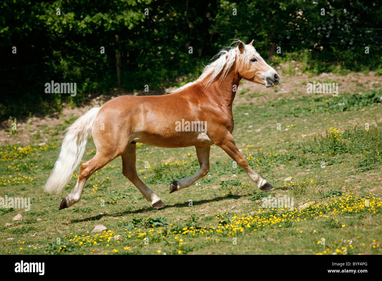 Haflinger horse trotting meadow Banque de photographies et d’images à ...