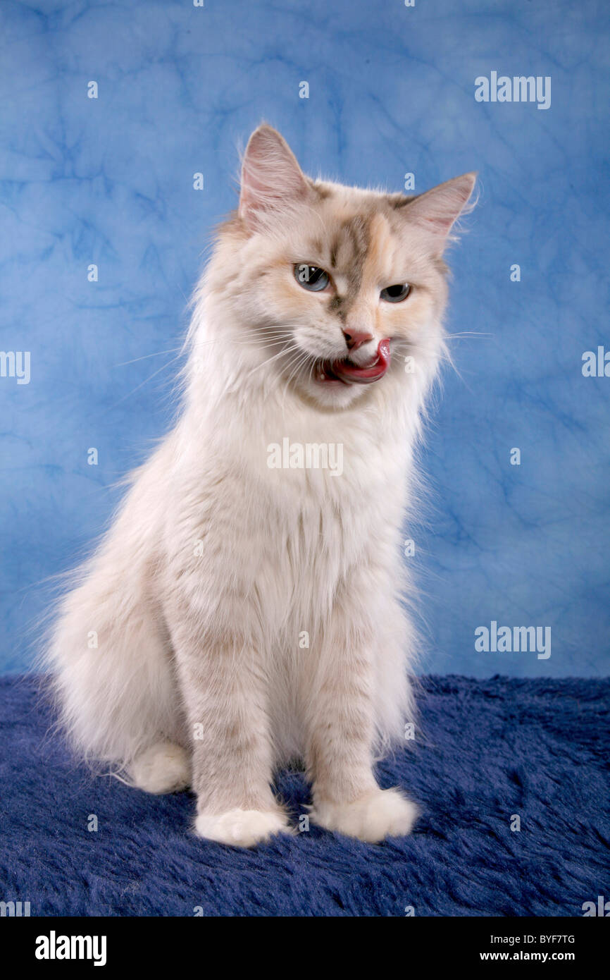 Neva masquerade Banque de photographies et d’images à haute résolution ...