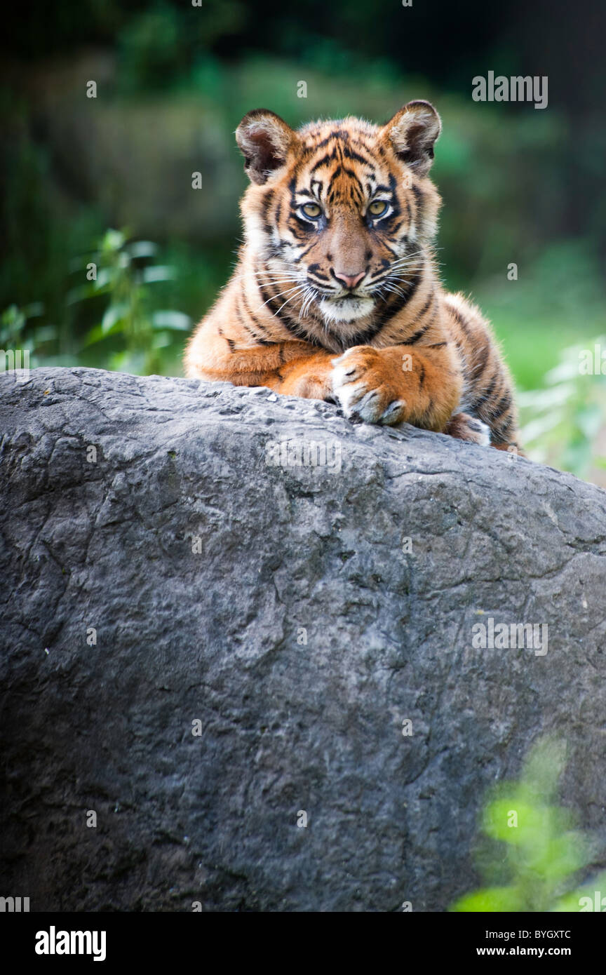 Tigre mignon Banque de photographies et d’images à haute résolution - Alamy
