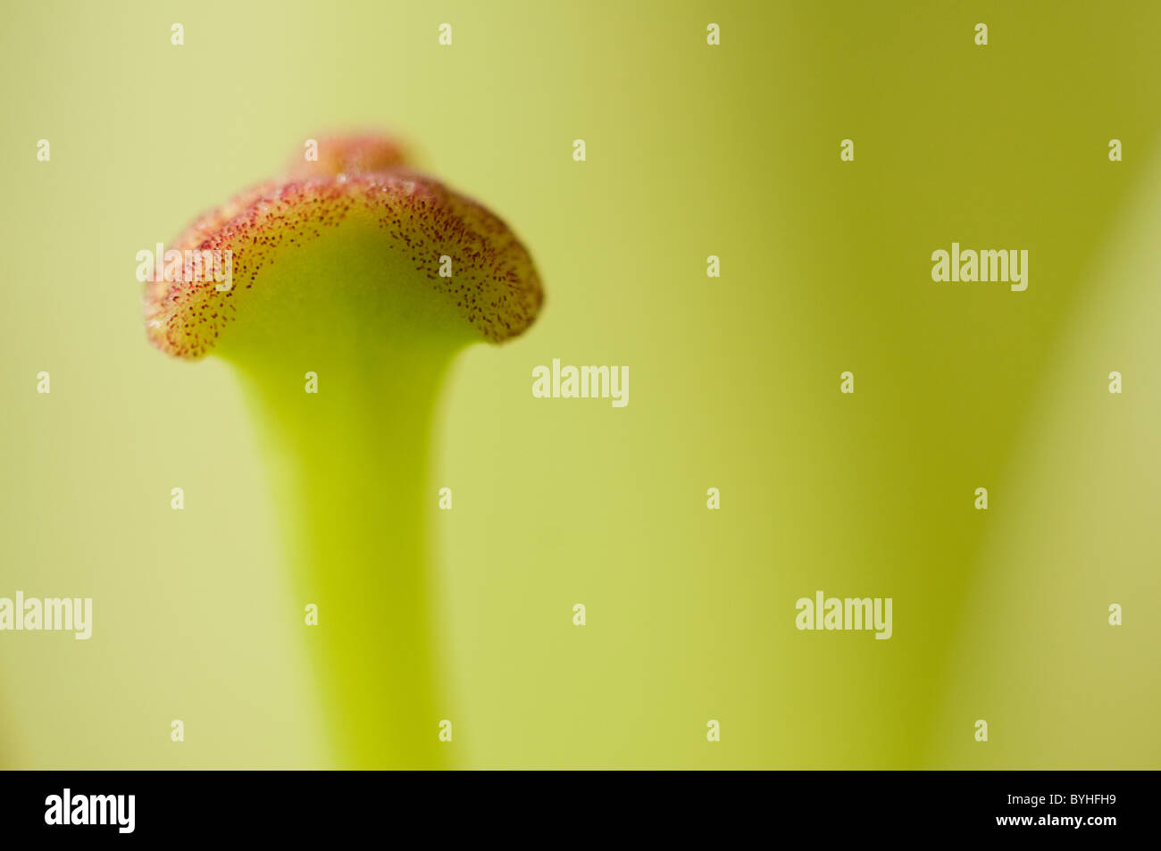 Anthère de fleur de lys Banque de photographies et d’images à haute ...