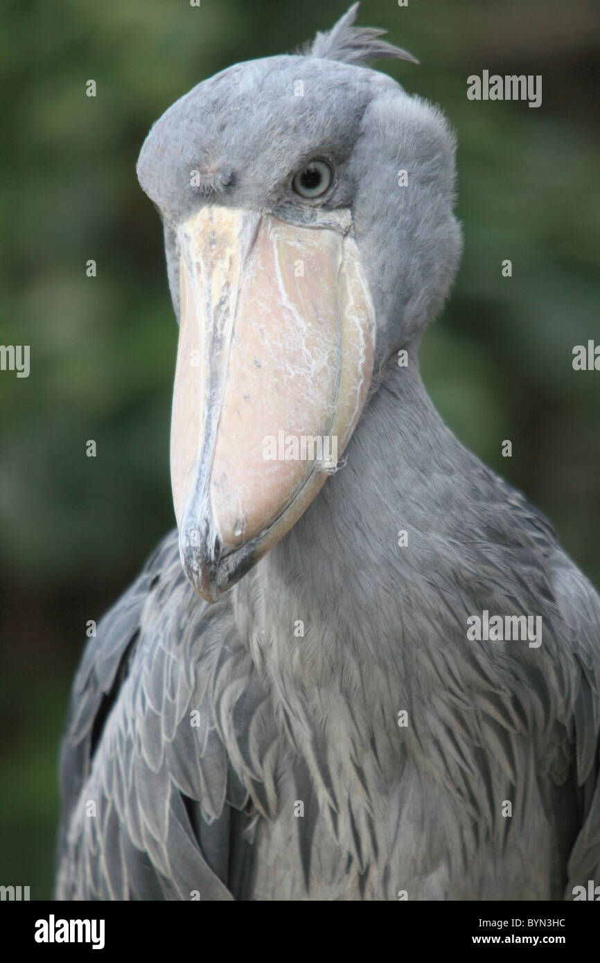 Shoebill beak Banque de photographies et d’images à haute résolution ...
