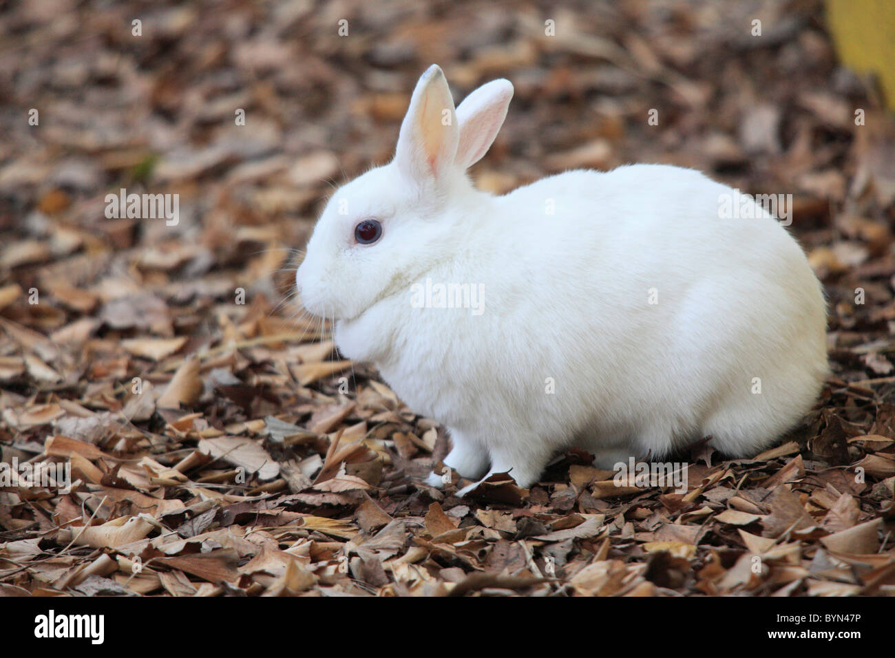 Le lapin blanc Banque de photographies et d’images à haute résolution ...