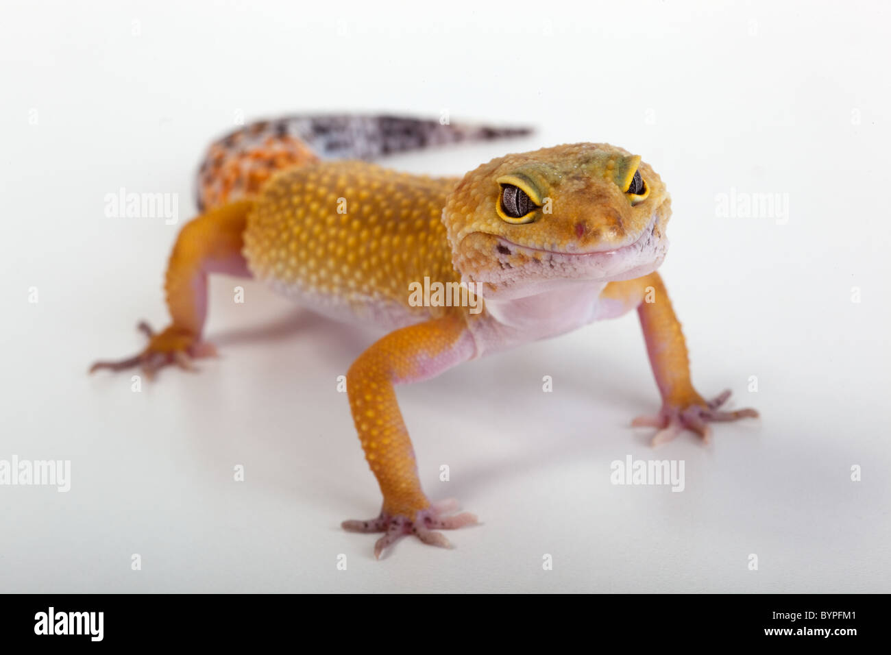 Leopard gecko tail Banque de photographies et d’images à haute ...