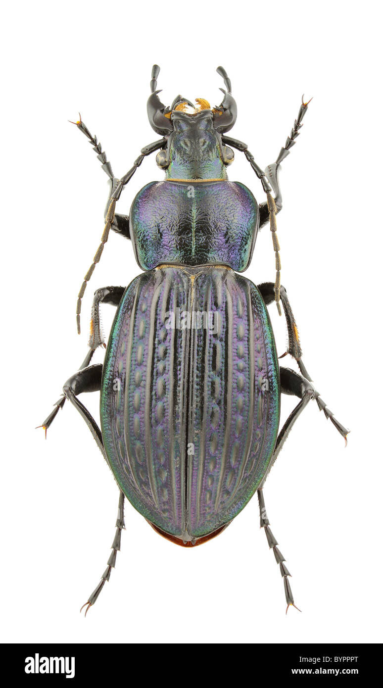 Carabus ullrichii Banque de photographies et d’images à haute ...