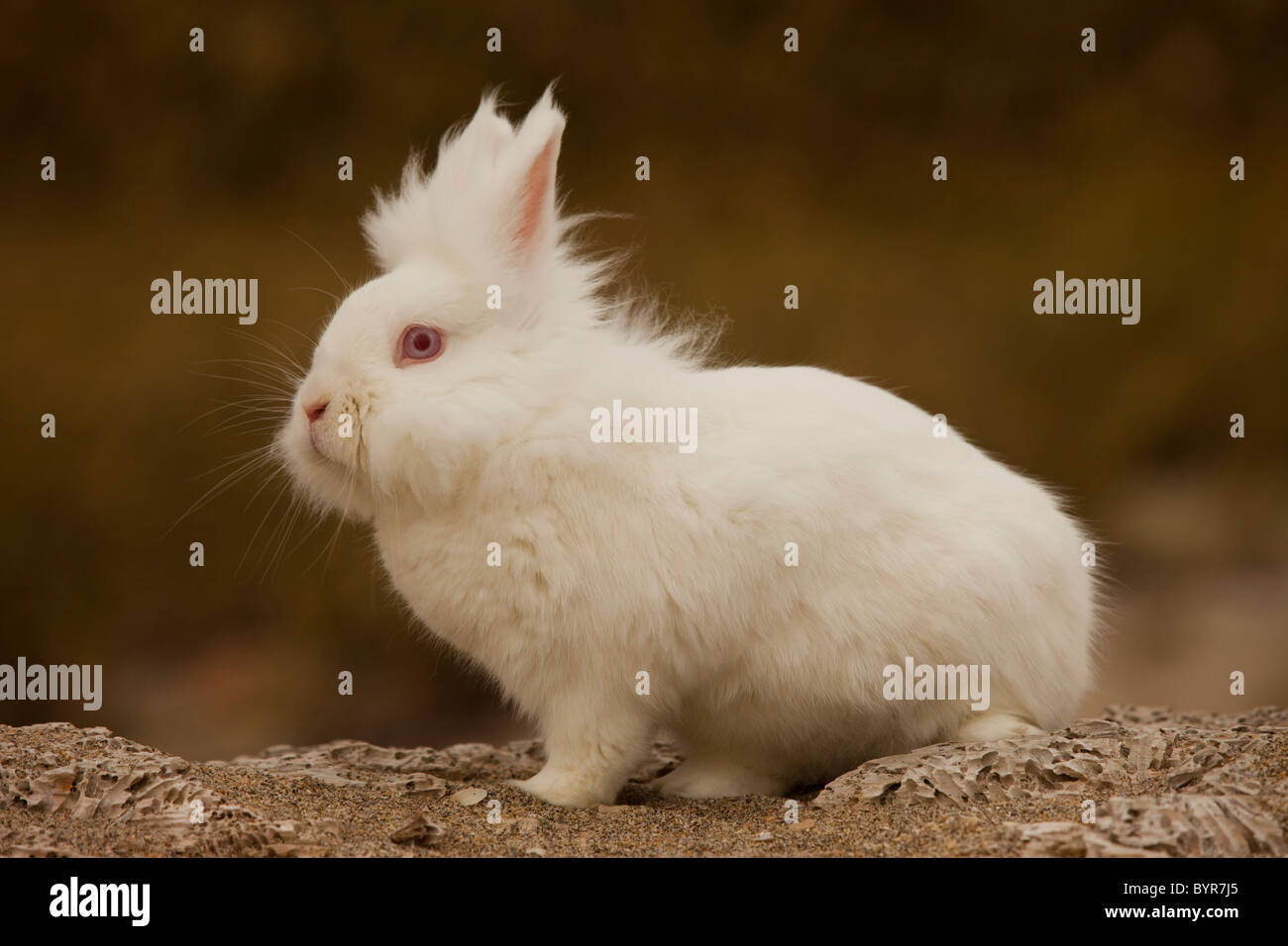 Lapin de lapin Banque de photographies et d’images à haute résolution ...
