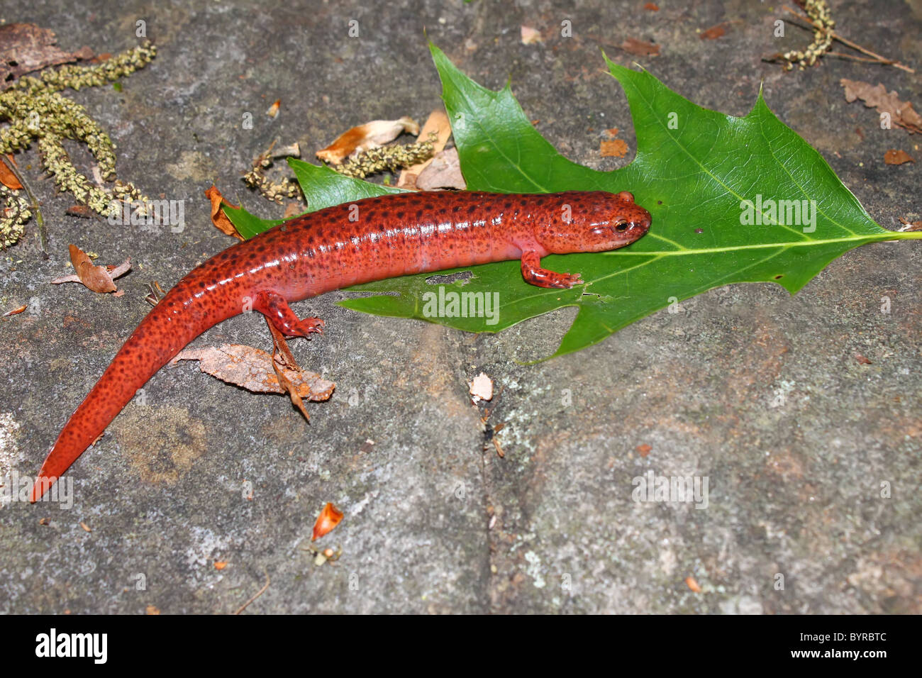 Pseudotriton ruber Banque de photographies et d’images à haute ...