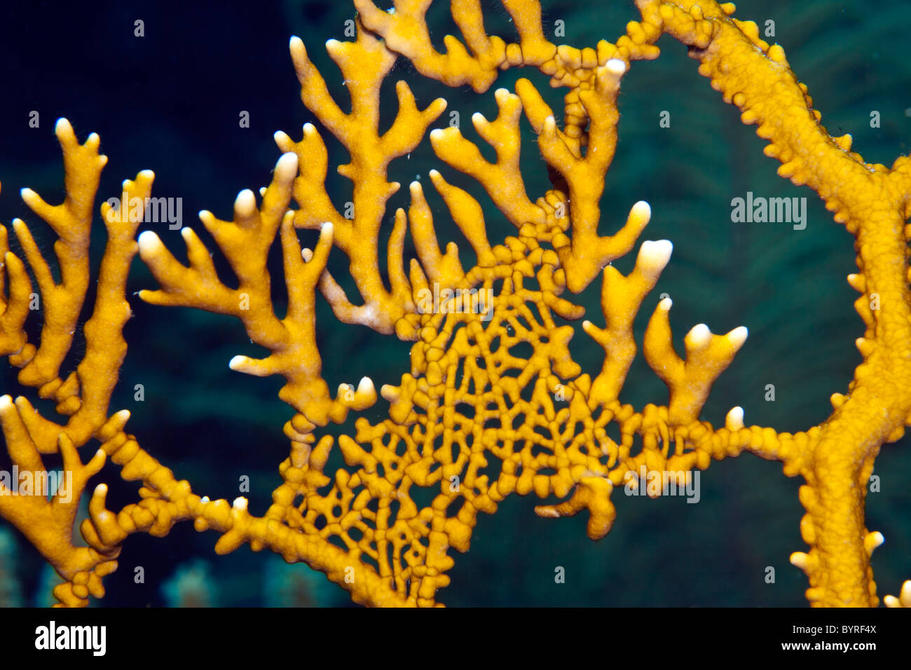Fire coral Banque de photographies et d’images à haute résolution - Alamy