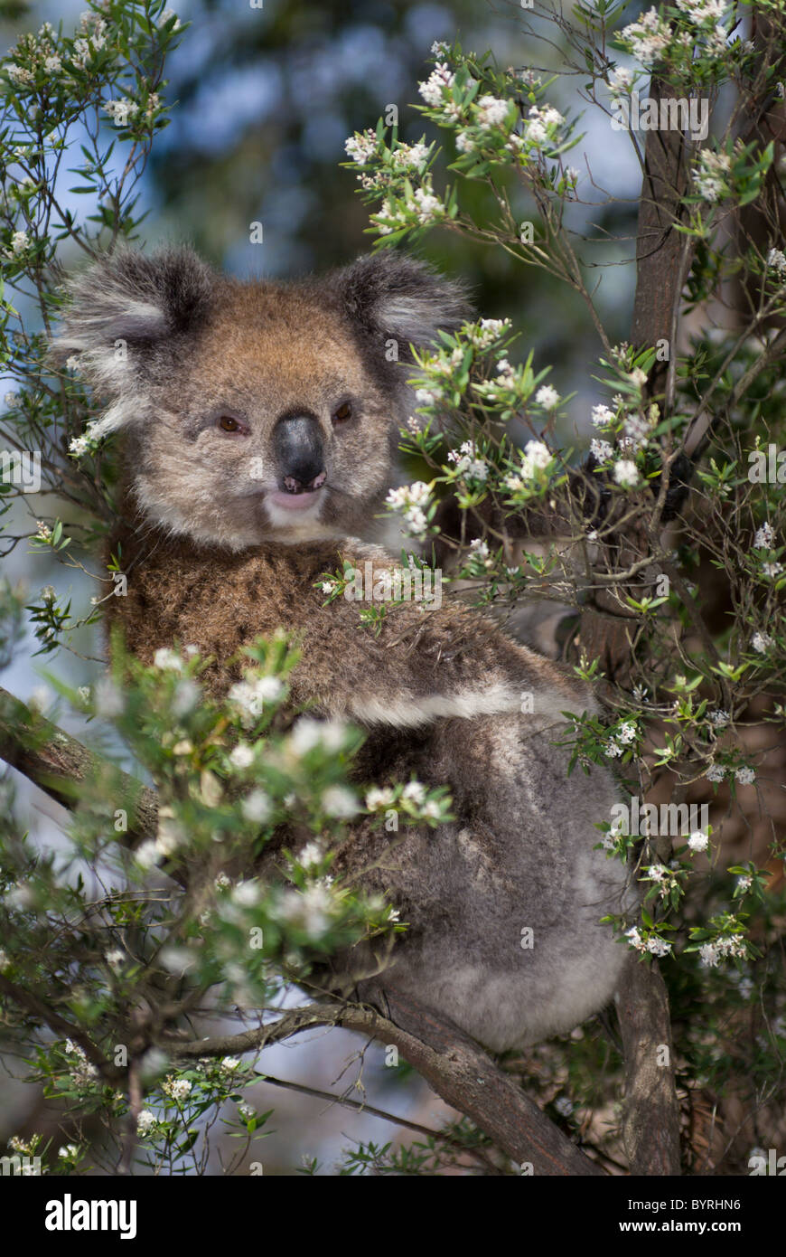 Fluffy koala Banque de photographies et d’images à haute résolution - Alamy