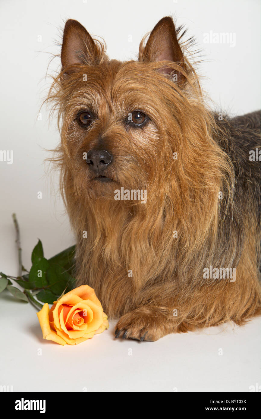 Australian terrier Banque de photographies et d’images à haute ...