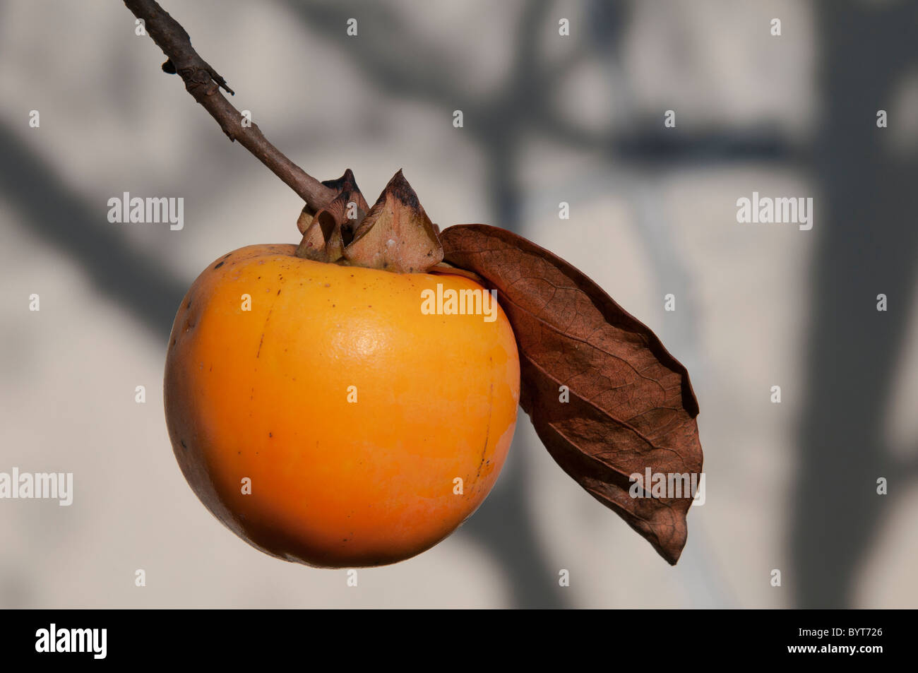 Diospyros kaki fruit tree Banque de photographies et d’images à haute ...