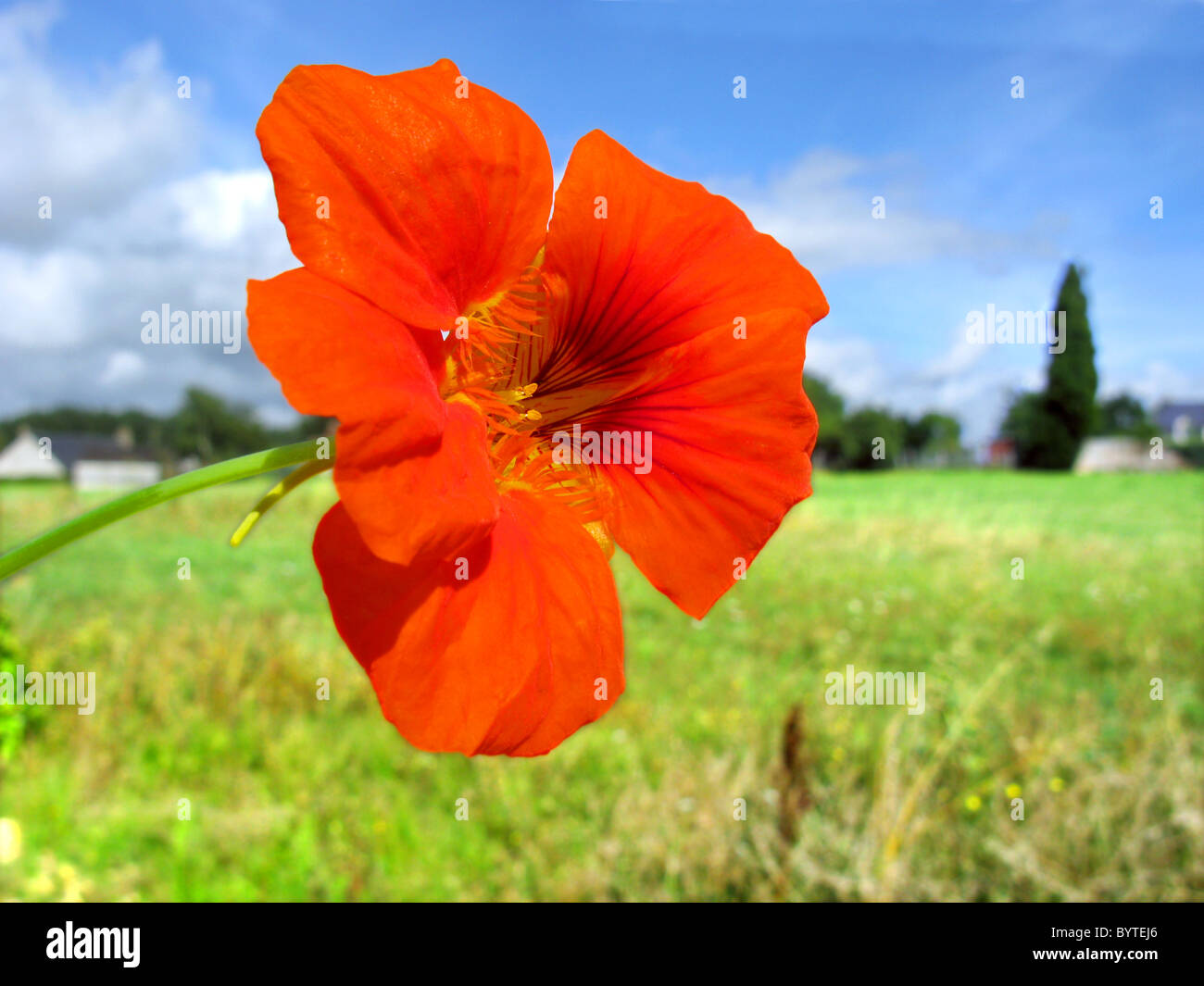 Capucine rouge Banque de photographies et d’images à haute résolution ...