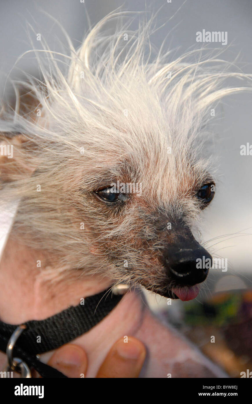 Le chien le plus laid du monde Banque de photographies et d’images à ...