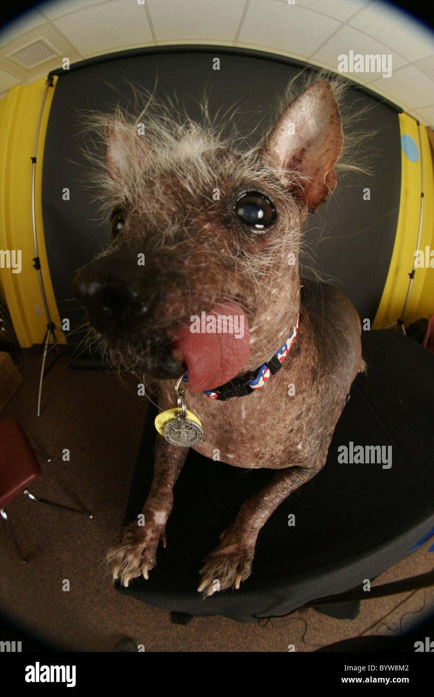 Le chien le plus laid du monde Banque de photographies et d’images à ...