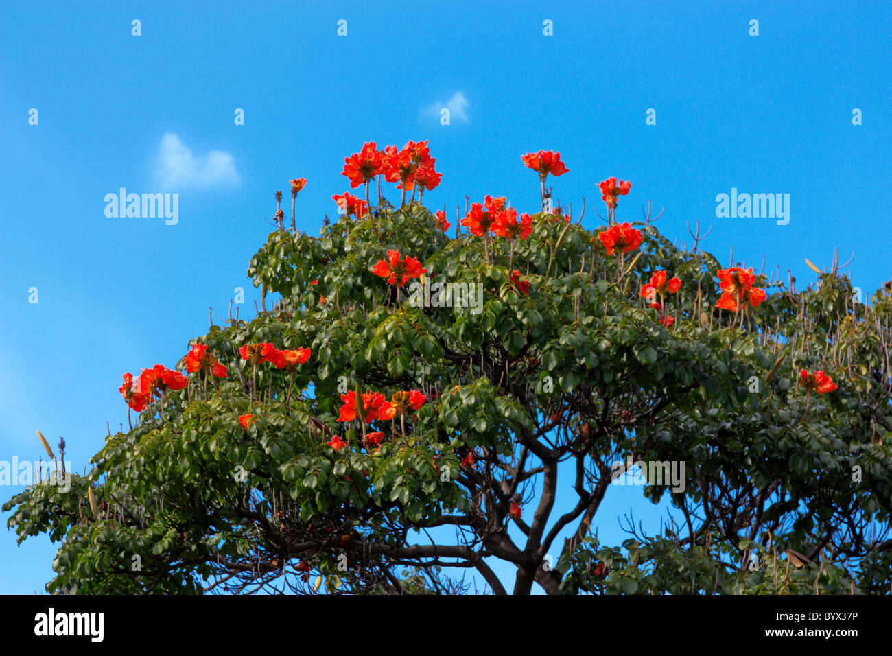 Arbre à fleurs rouges à Madère Photo Stock - Alamy
