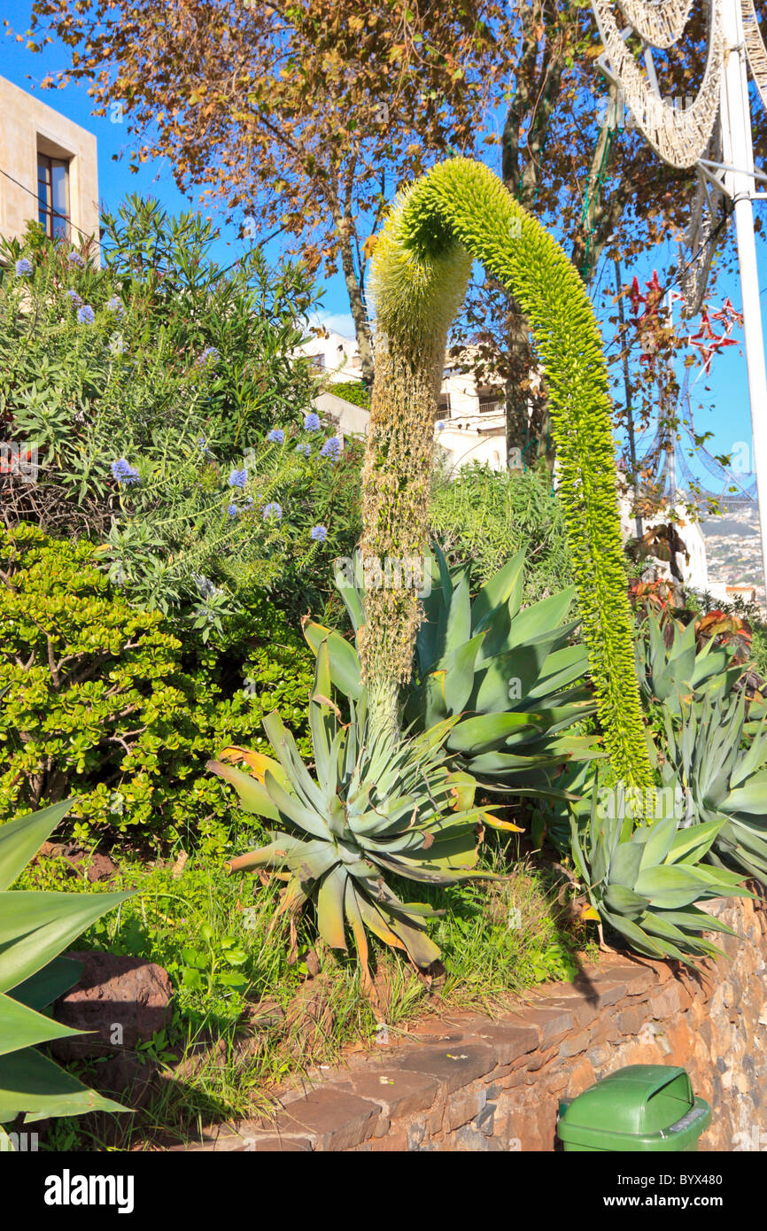 Une fleur d'Agave dans un parc à Funchal, Madère Photo Stock - Alamy