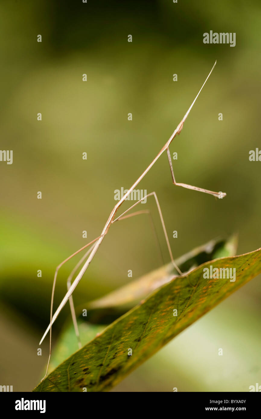 Oeuf phasme Banque de photographies et d’images à haute résolution - Alamy
