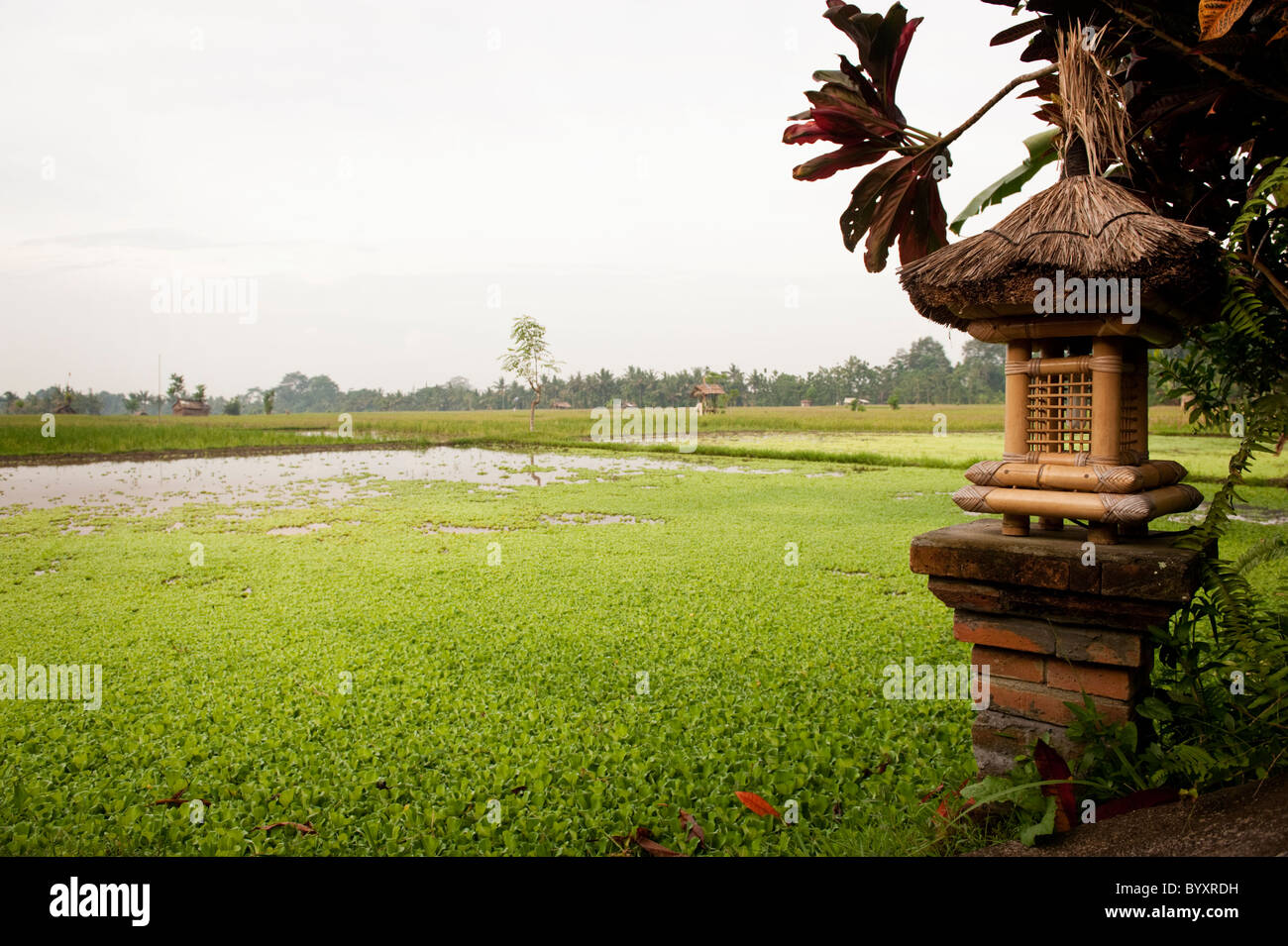 Une belle rizière en préparation pour la plantation d'une nouvelle ...