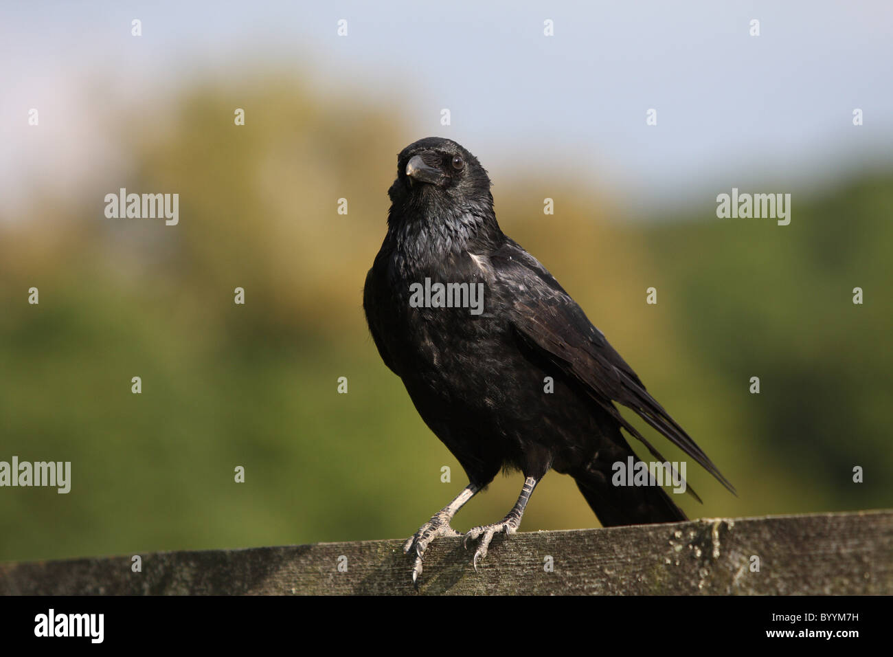 Corbeau corbeau oiseau oiseaux Banque de photographies et d’images à ...