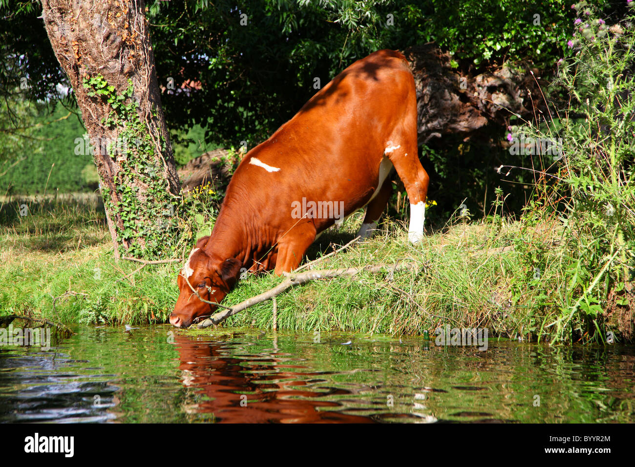 Boire de la vache Banque de photographies et d’images à haute ...