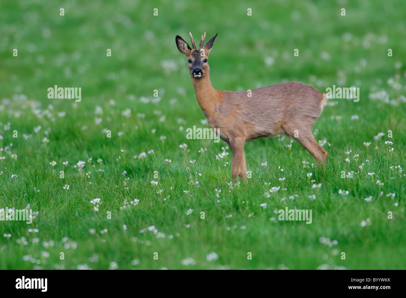 Chevreuil Chevreuil Capreolus Banque d'image et photos - Alamy