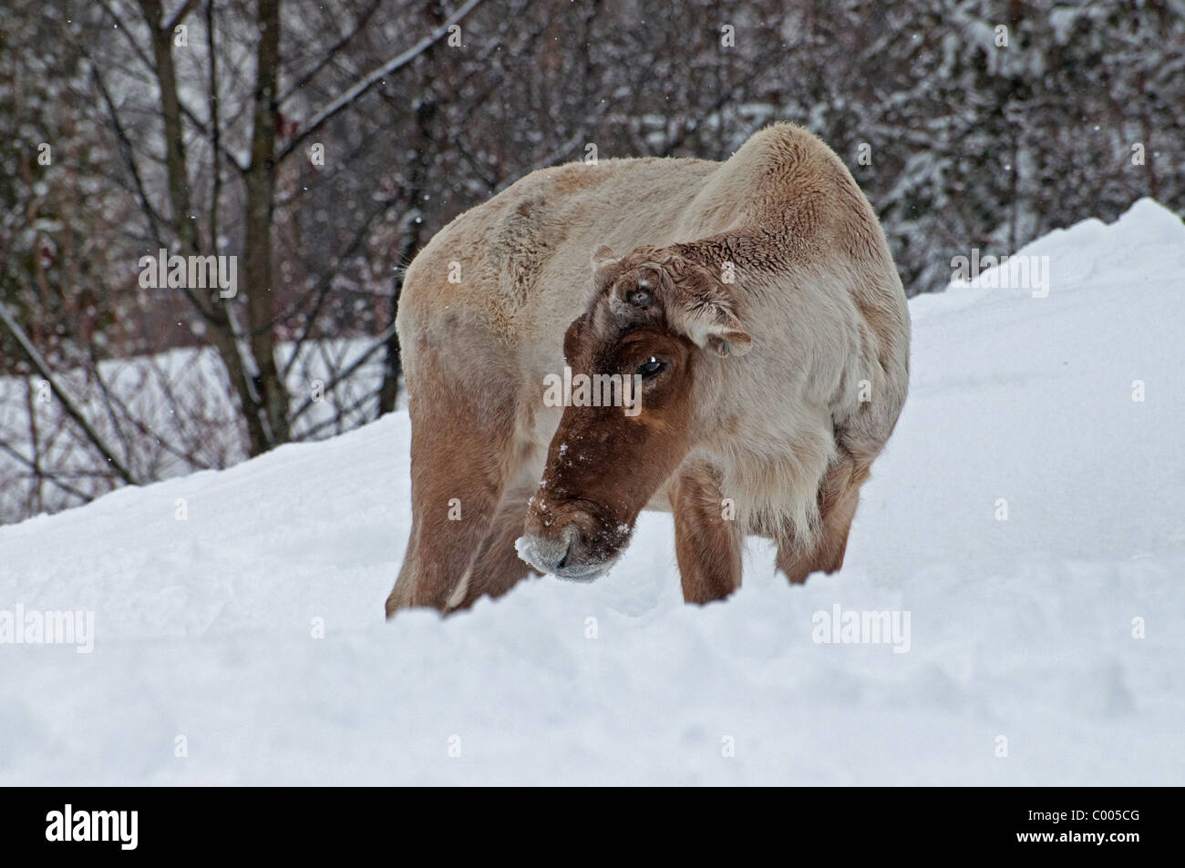 Caribou des bois dans la neige Banque de photographies et d’images à ...