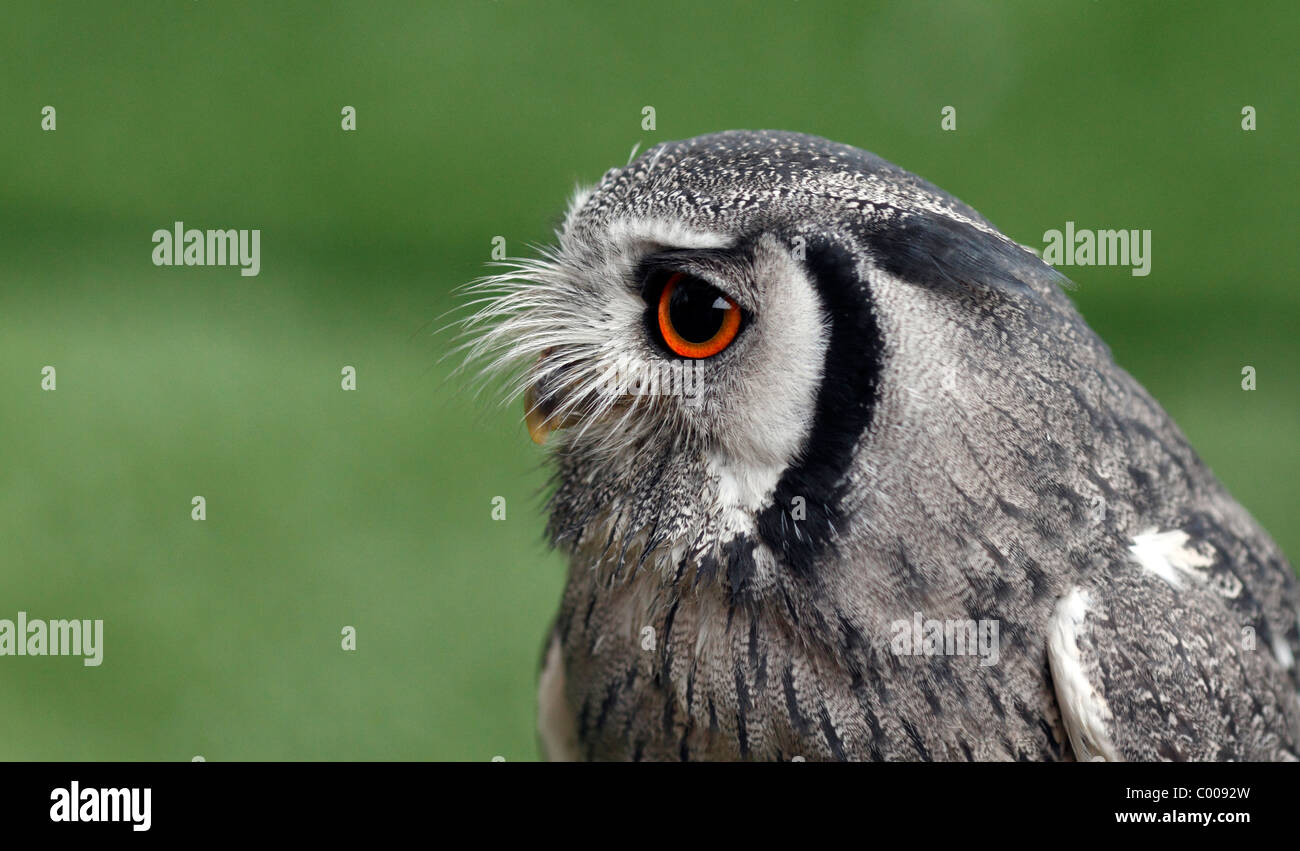 Hiboux font face Banque de photographies et d’images à haute résolution ...