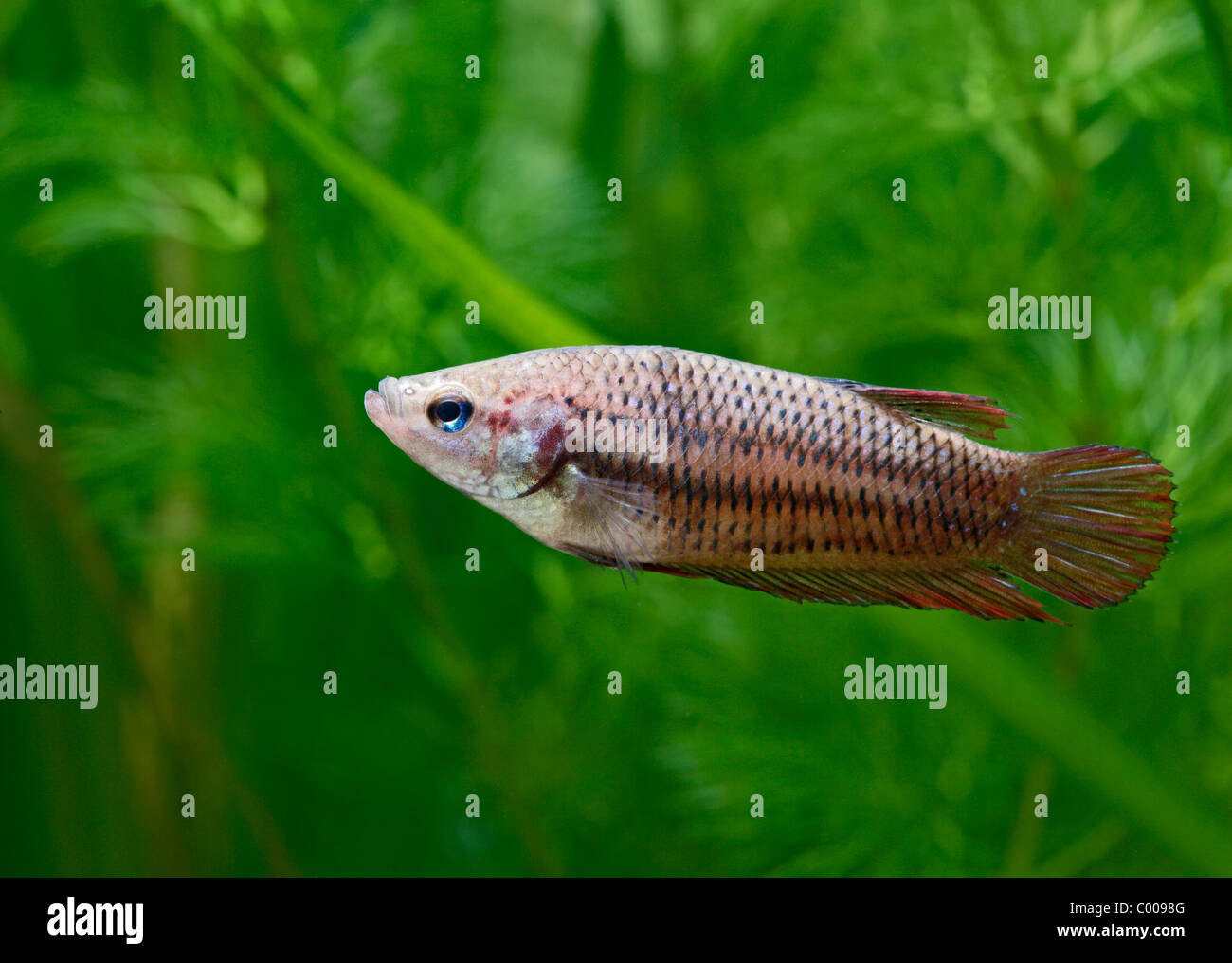 Betta femelle Banque de photographies et d’images à haute résolution ...