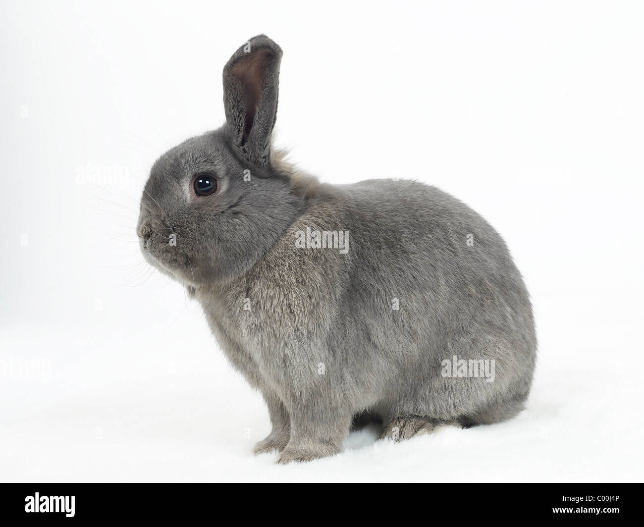 Lapin gris Banque de photographies et d’images à haute résolution - Alamy