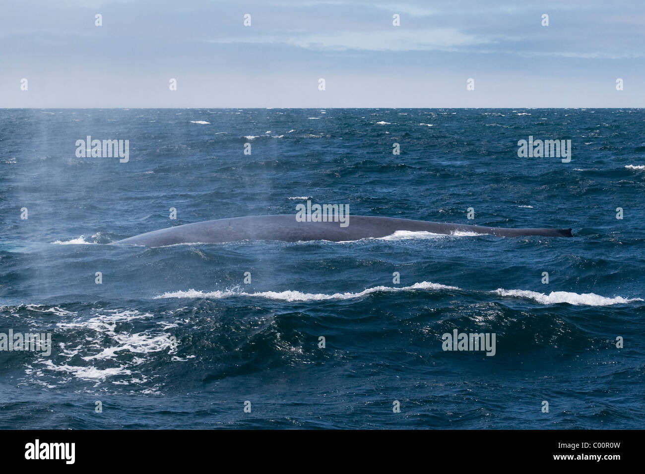 Rorqual bleu Banque de photographies et d’images à haute résolution - Alamy
