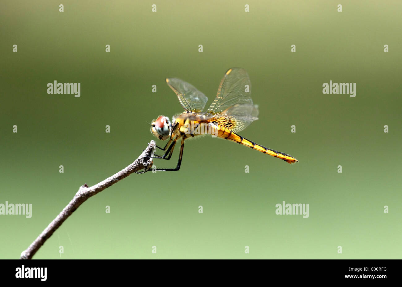 Libellule jaune Banque de photographies et d’images à haute résolution ...