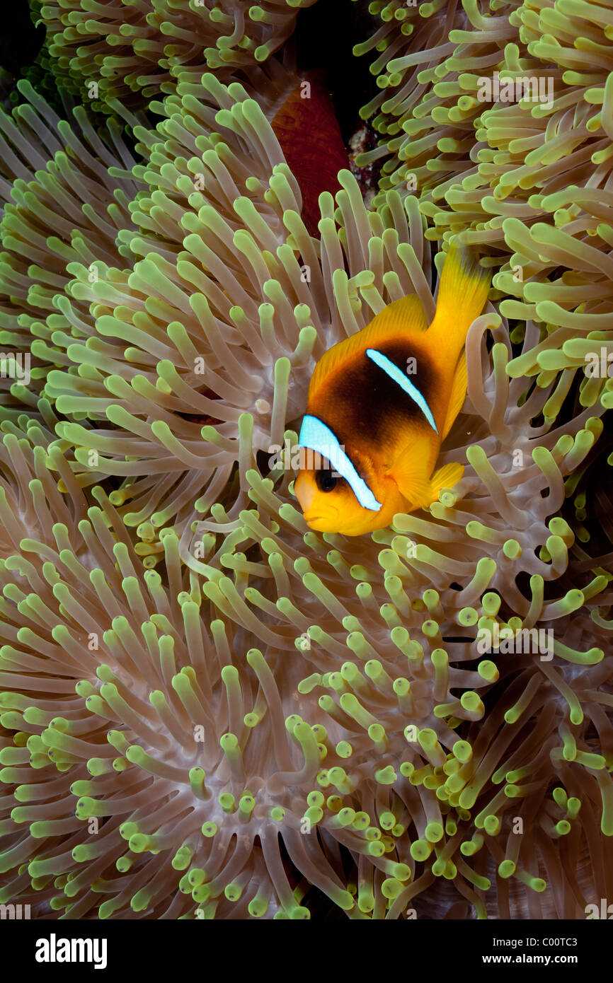 Comportement du poisson clown Banque de photographies et d’images à ...