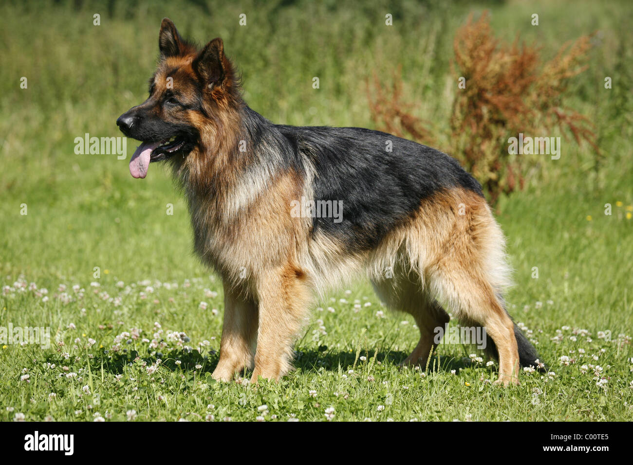 Deutscher schaferhund Banque de photographies et d’images à haute ...