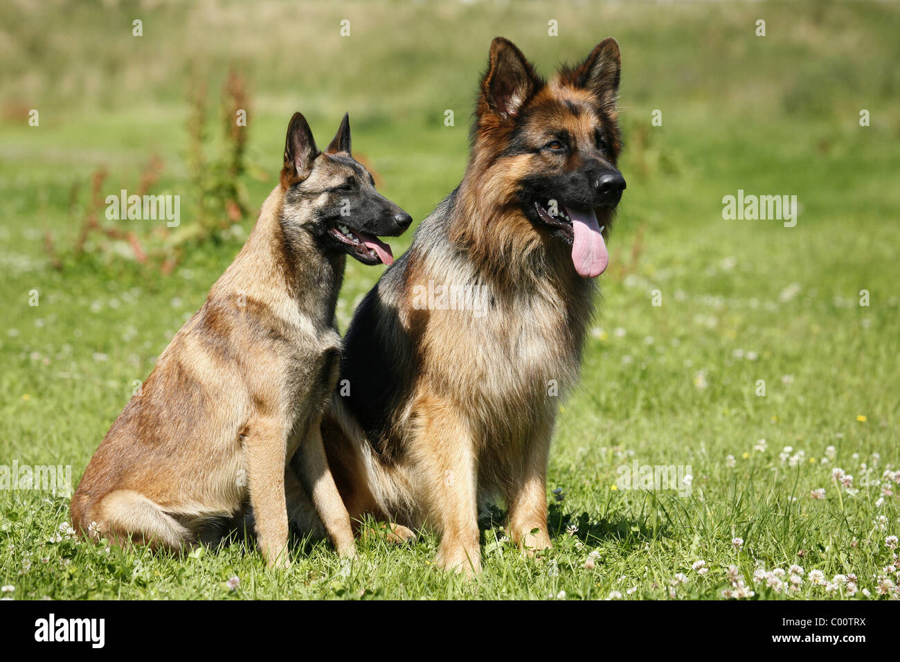 Belgischer schaferhund Banque de photographies et d’images à haute ...